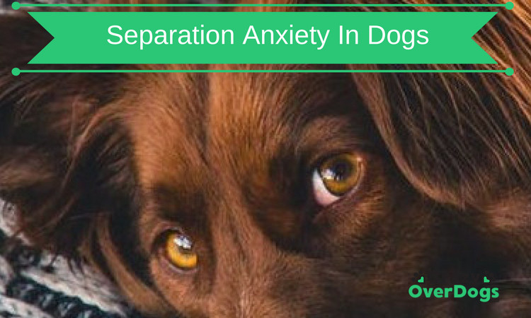 Why Do Dogs Get Separation Anxiety - ( Know The Symptoms )