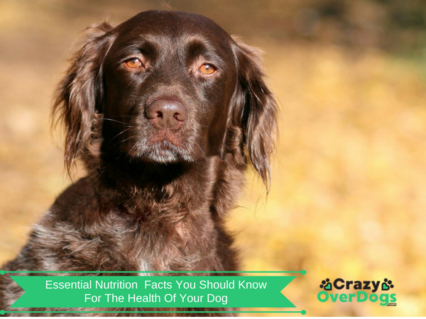 Essential Dog Nutrition Facts ( You Should Know )