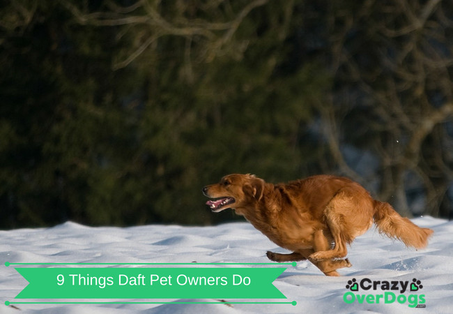 9 Things Daft Pet Owners Do - Do You Do Any Of Them..