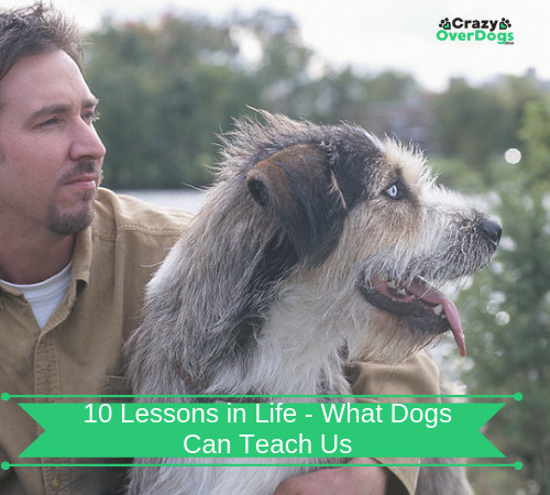 10 Lessons In Life - What Dogs Can Teach Us