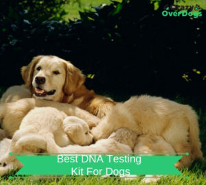 Best DNA Testing Kits For Dogs - ( 2023 Smart Buying Guide )