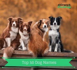 Top 50 Dog Names ( With Meanings) | Crazy Over Dogs
