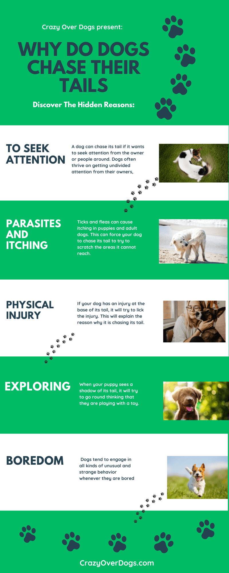 Why Do Dogs Chase Their Own Tails | ( Infographic Included)